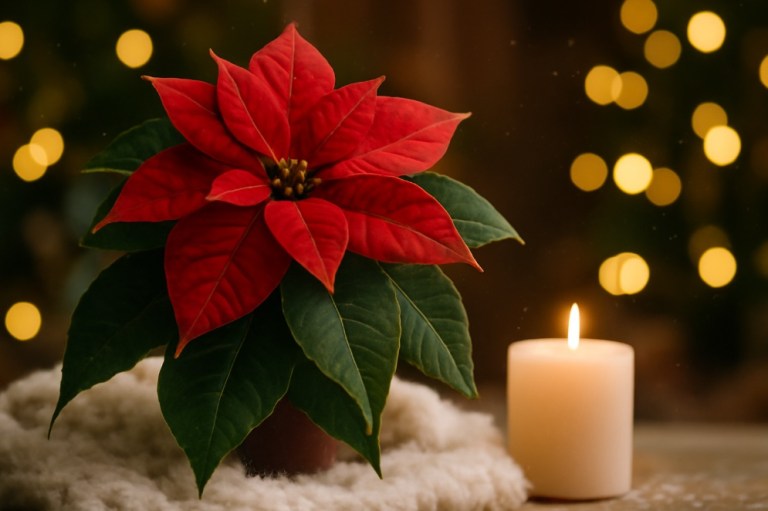 Cosa significa davvero la Stella di Natale? La sua storia inaspettata ...